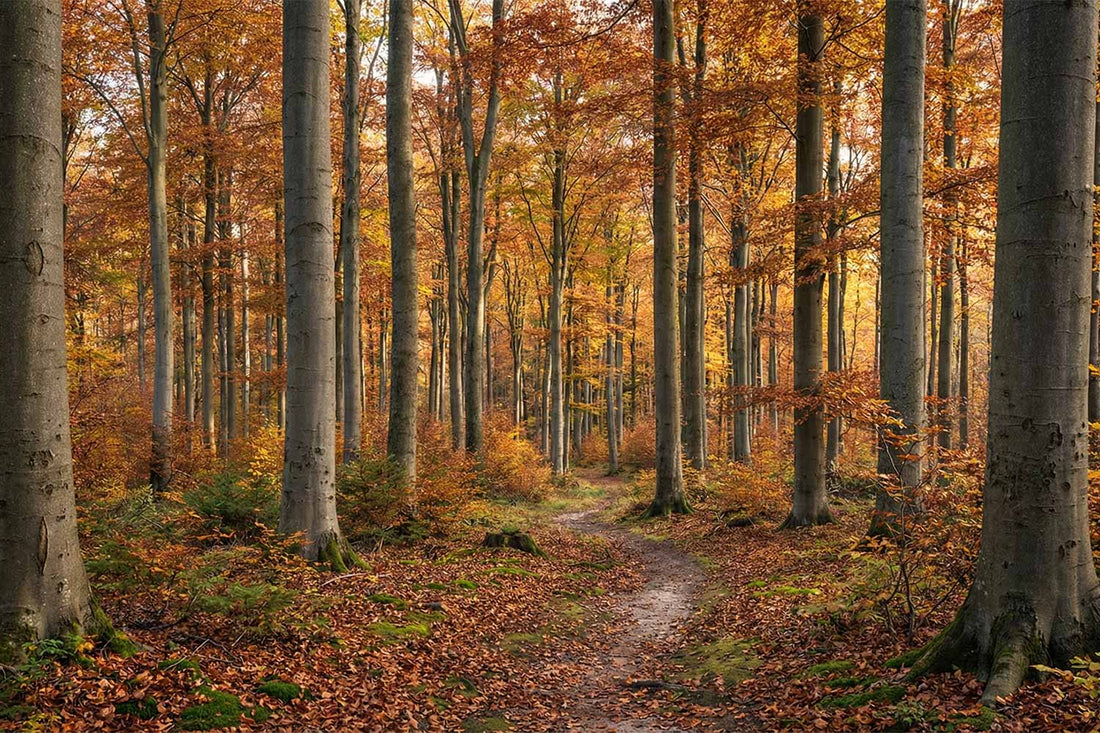 Why Beechwood Furniture – Durable, Light & Sustainably Crafted ...